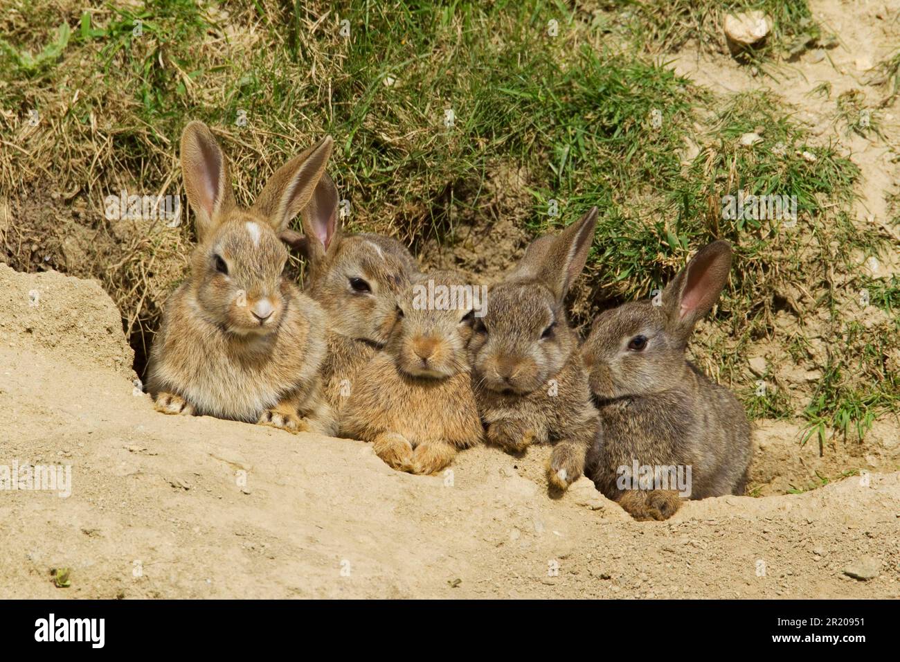 European rabbit (Oryctolagus cuniculus) five young, resting at the ...