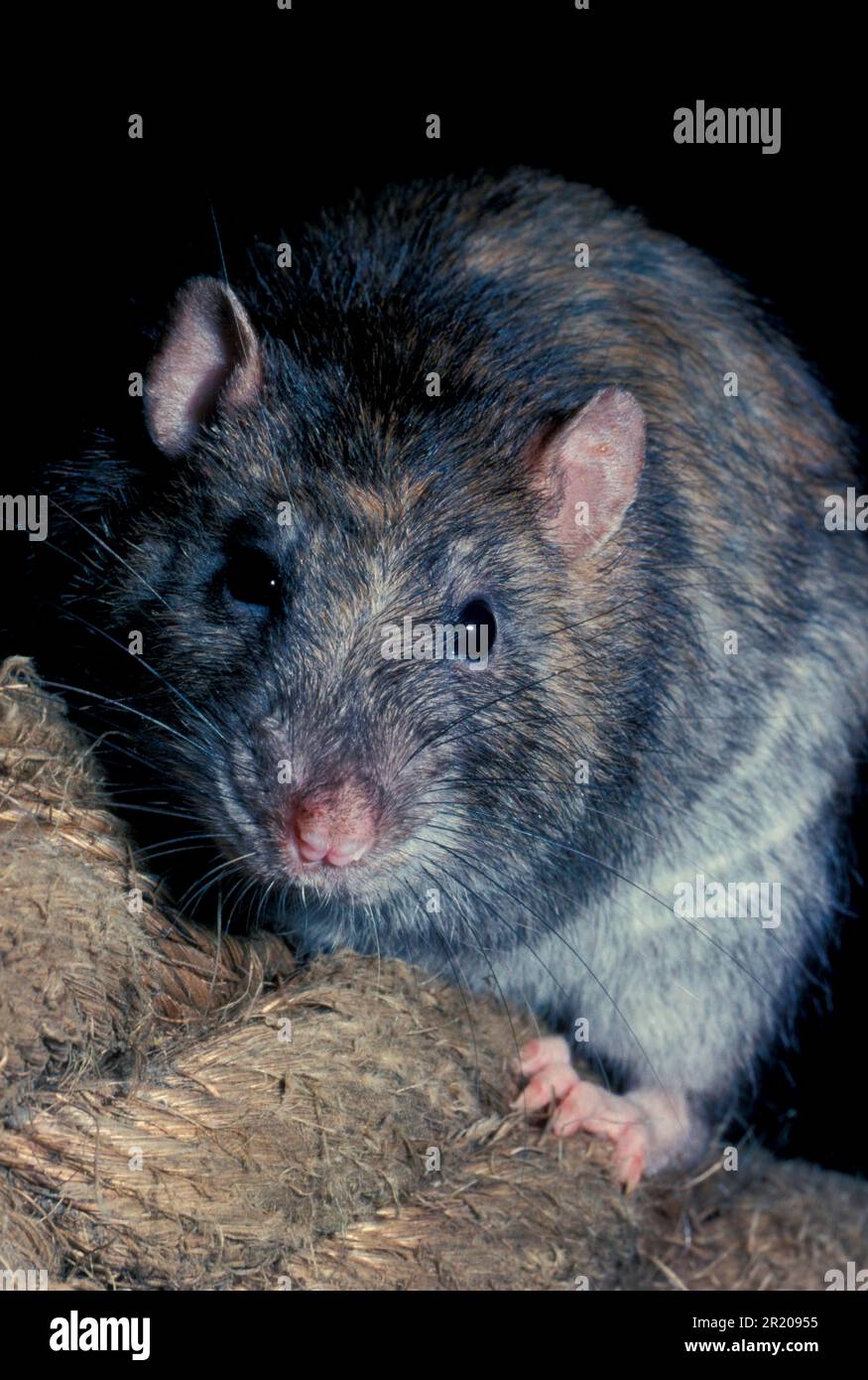 Norway rat, brown rat (Rattus norvegicus), rodents, rat, rats, mammals, animals, RatBrown Close ...