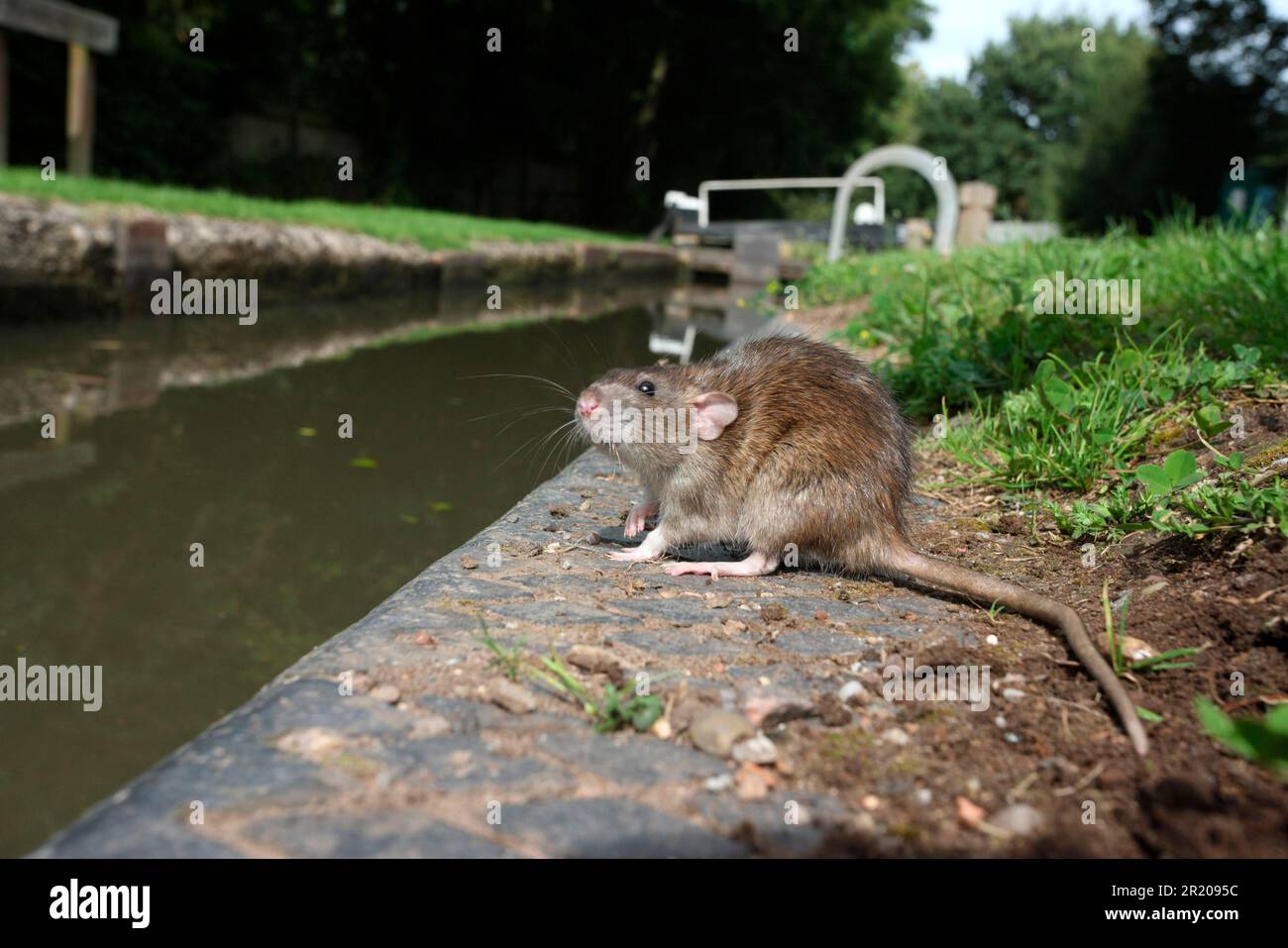 Norway rat, brown rat (Rattus norvegicus), rodents, rat, rats, mammals ...
