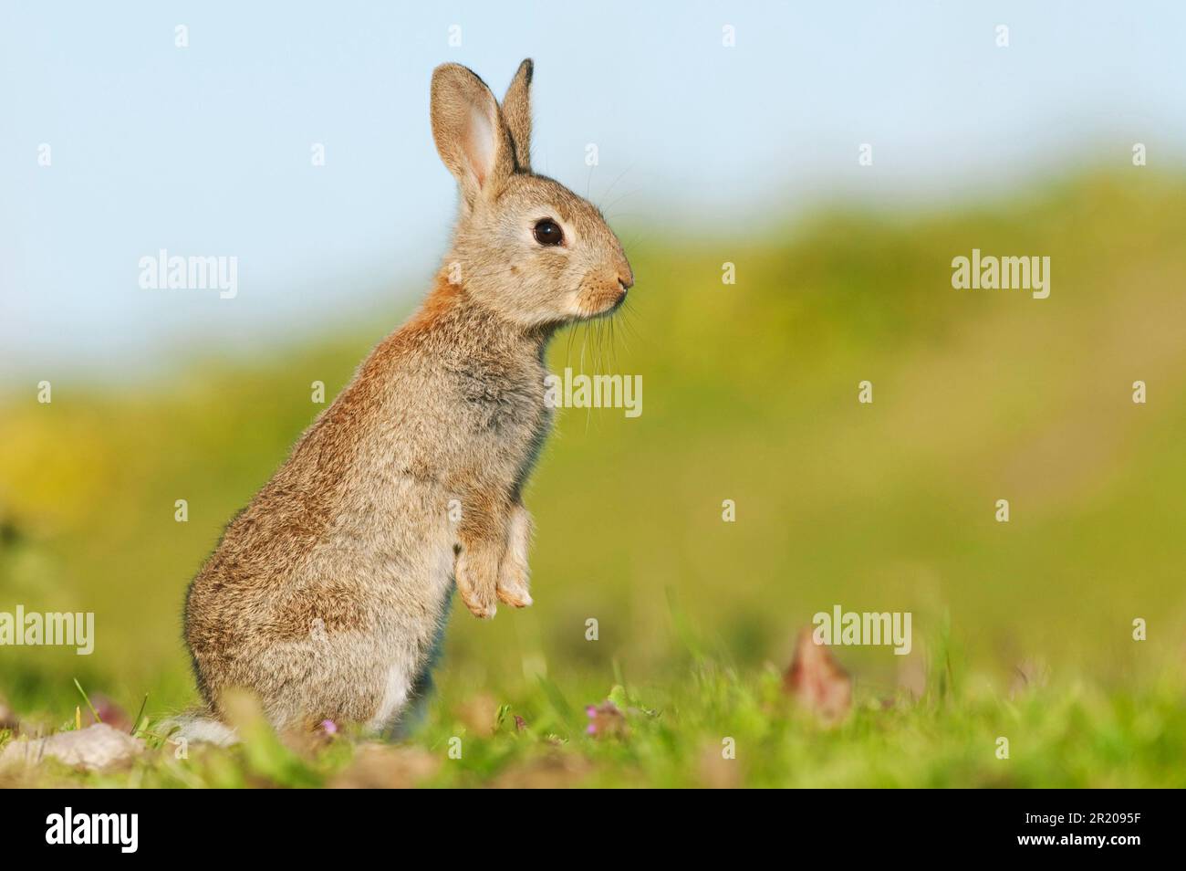 European rabbit (Oryctolagus cuniculus) young, alert, standing on hind ...