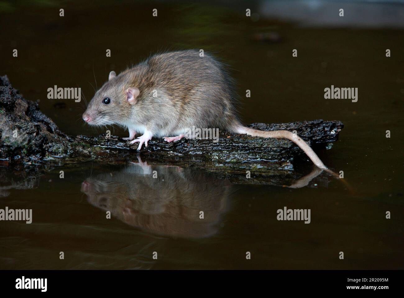 Brown brown rat (Rattus norvegicus) adult, standing on a log in water ...