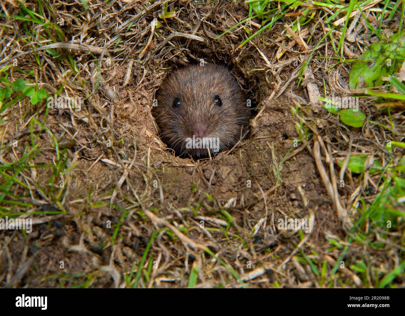 Forest vole, Forest voles Red-backed vole, Red-backed vole, Vole, Voles ...