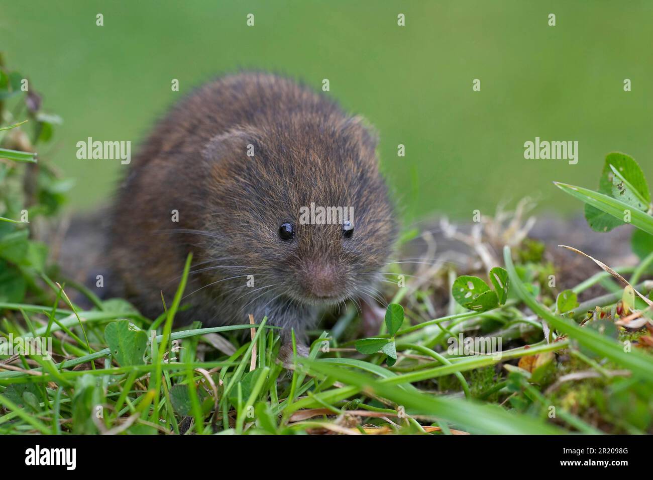 Field vole (Microtus agrestis), Common voles, voles, mice, mouse ...
