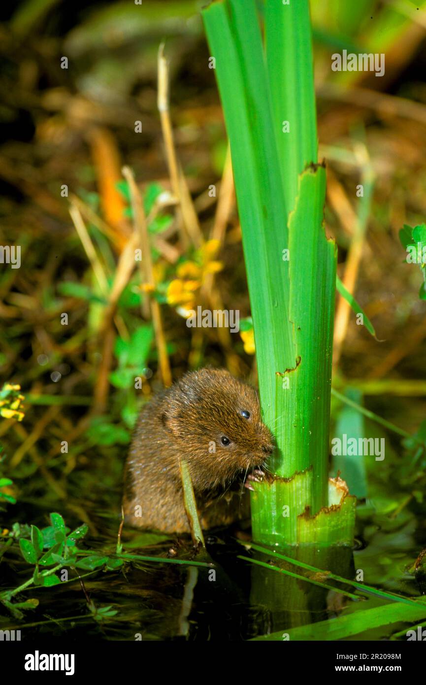 Eastern shrew, european water voles (Arvicola terrestris), water rat ...