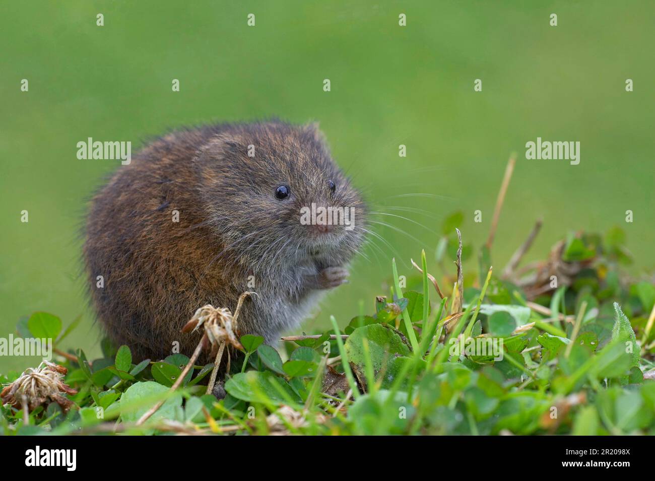 Field vole (Microtus agrestis), Common voles, voles, mice, mouse ...