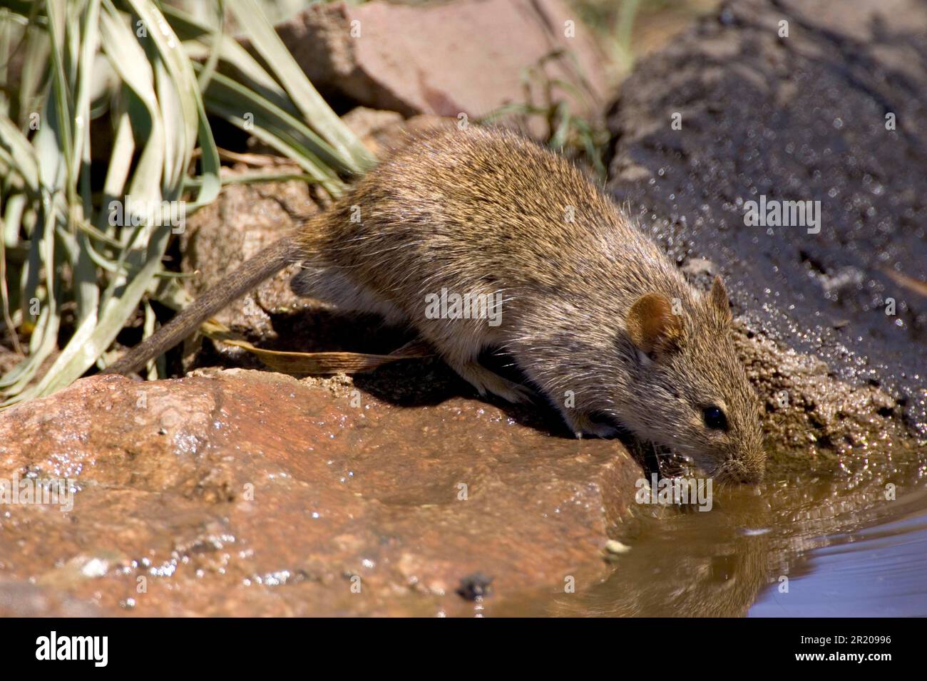 Nile rat hi-res stock photography and images - Alamy