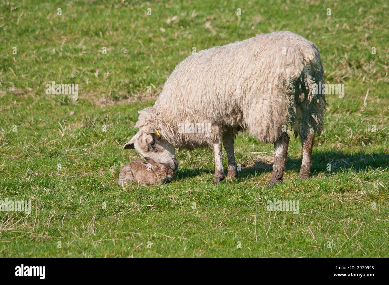 Sheep Herding Rabbit In Sweden