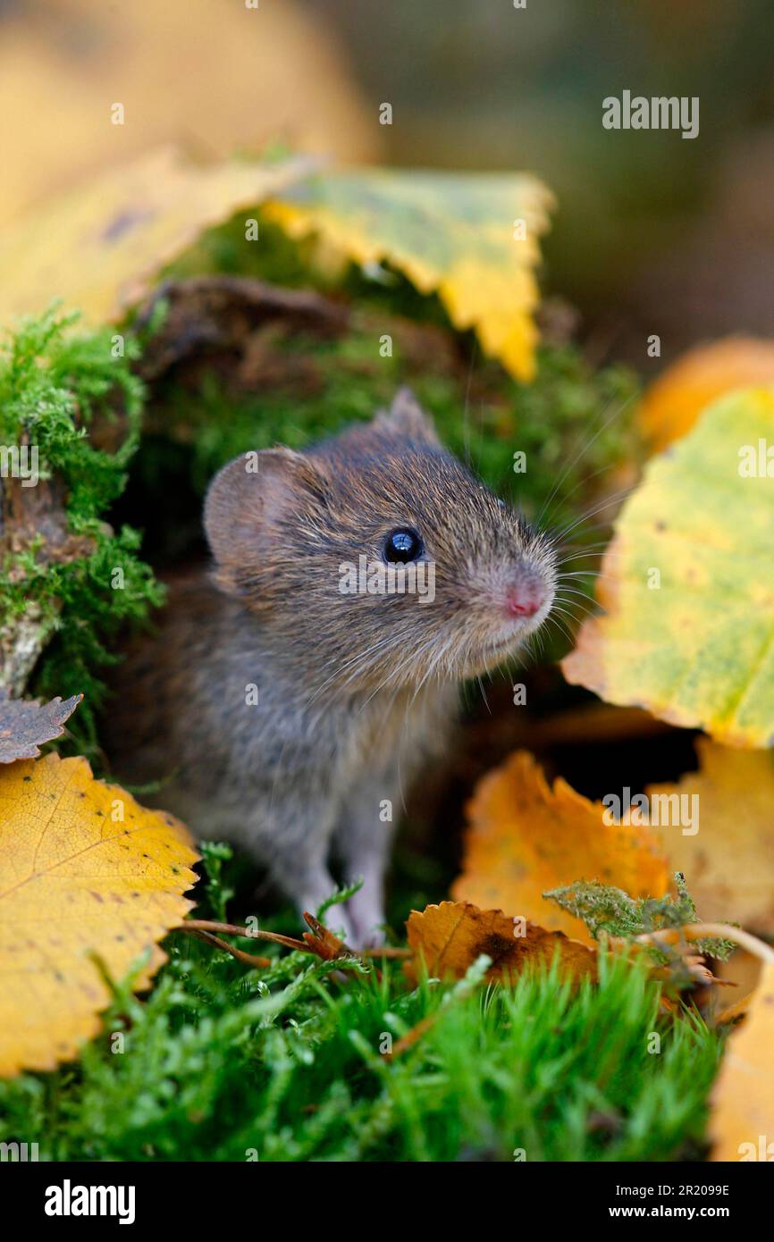 Bank voles (Clethrionomys glareolus) Red Vole, Red Vole, Vole, Vole ...