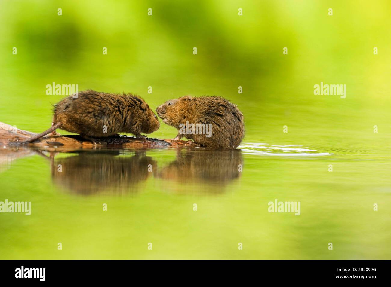 Water Vole (Arvicola terrestris) two adults, standing on submerged log ...