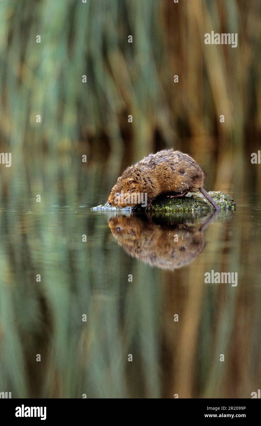 British water rat hi-res stock photography and images - Alamy