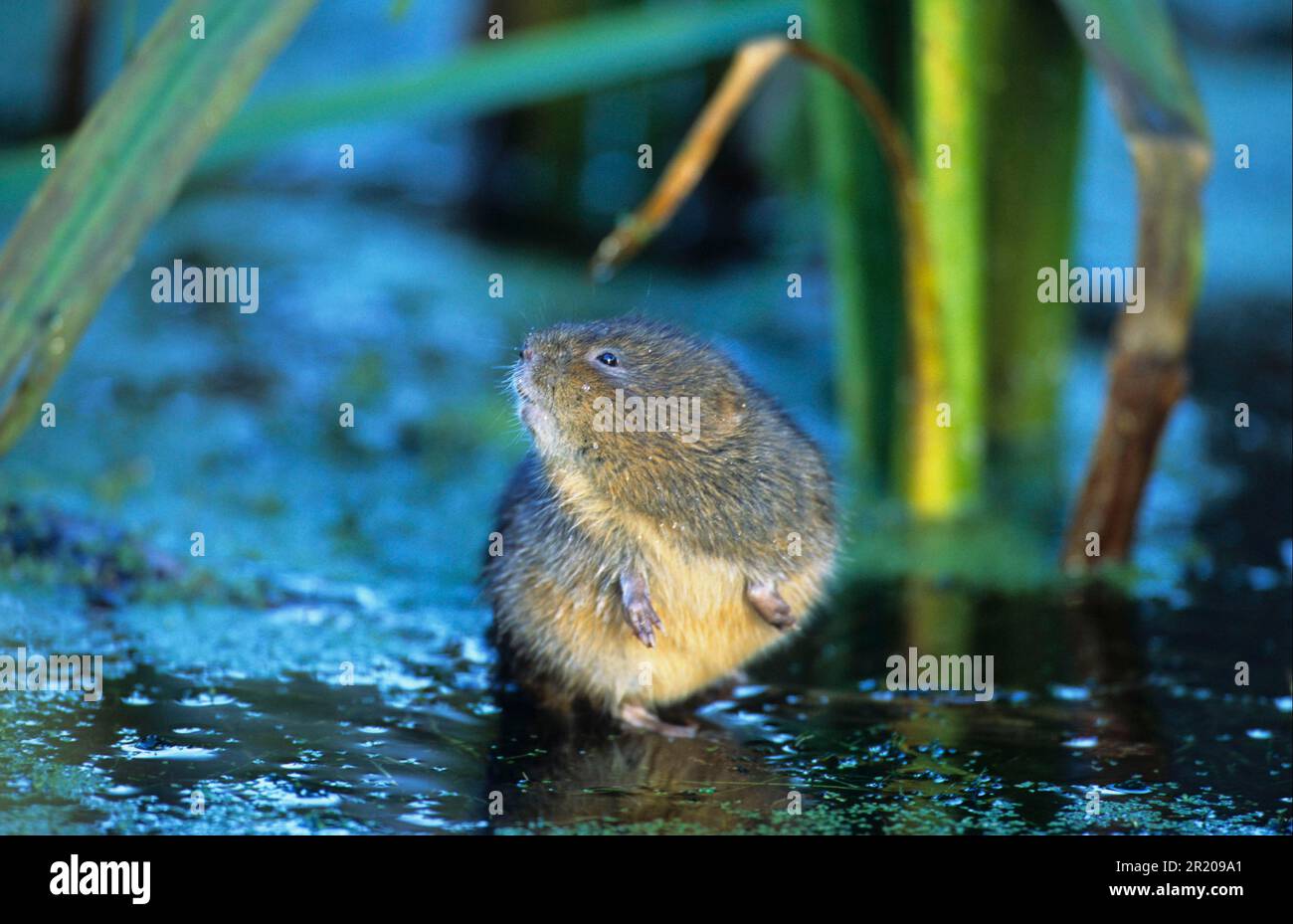 Water Vole (Arvicola terrestris) Standing to survey surroundings ...