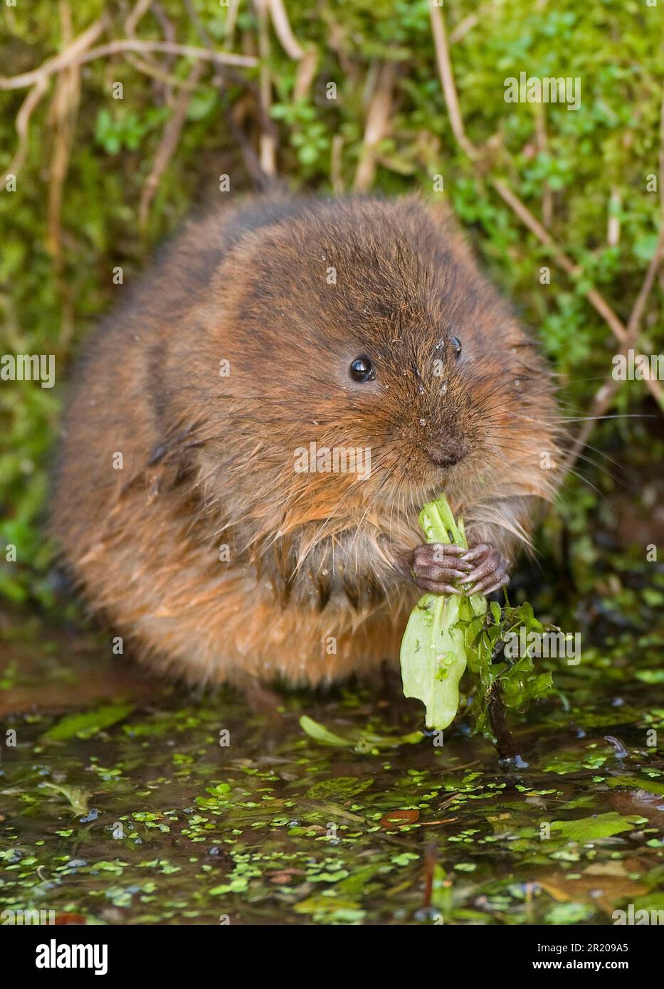 Eastern shrew, european water voles (Arvicola terrestris), water rat ...