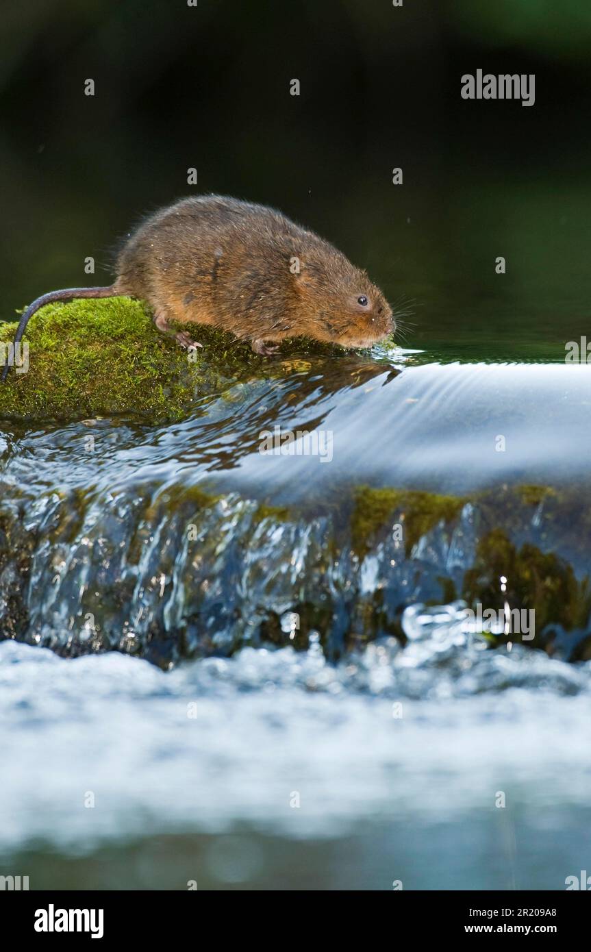 Water Vole (Arvicola terrestris) adult, standing on moss covered rock ...