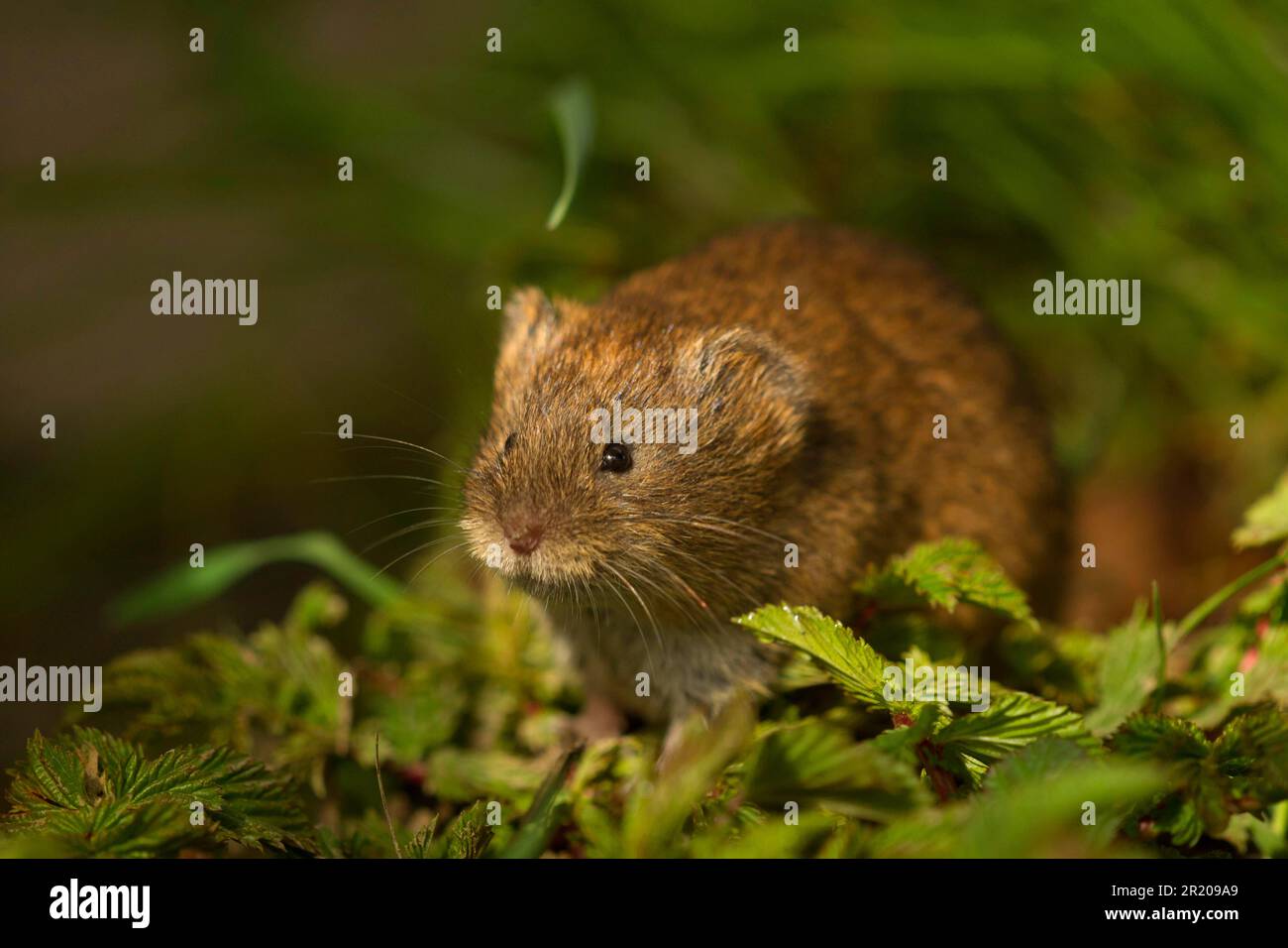 Field Vole (Microtus agrestis) adult, standing amongst vegetation ...