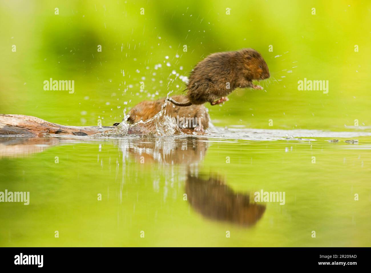 Leaping water vole hi-res stock photography and images - Alamy