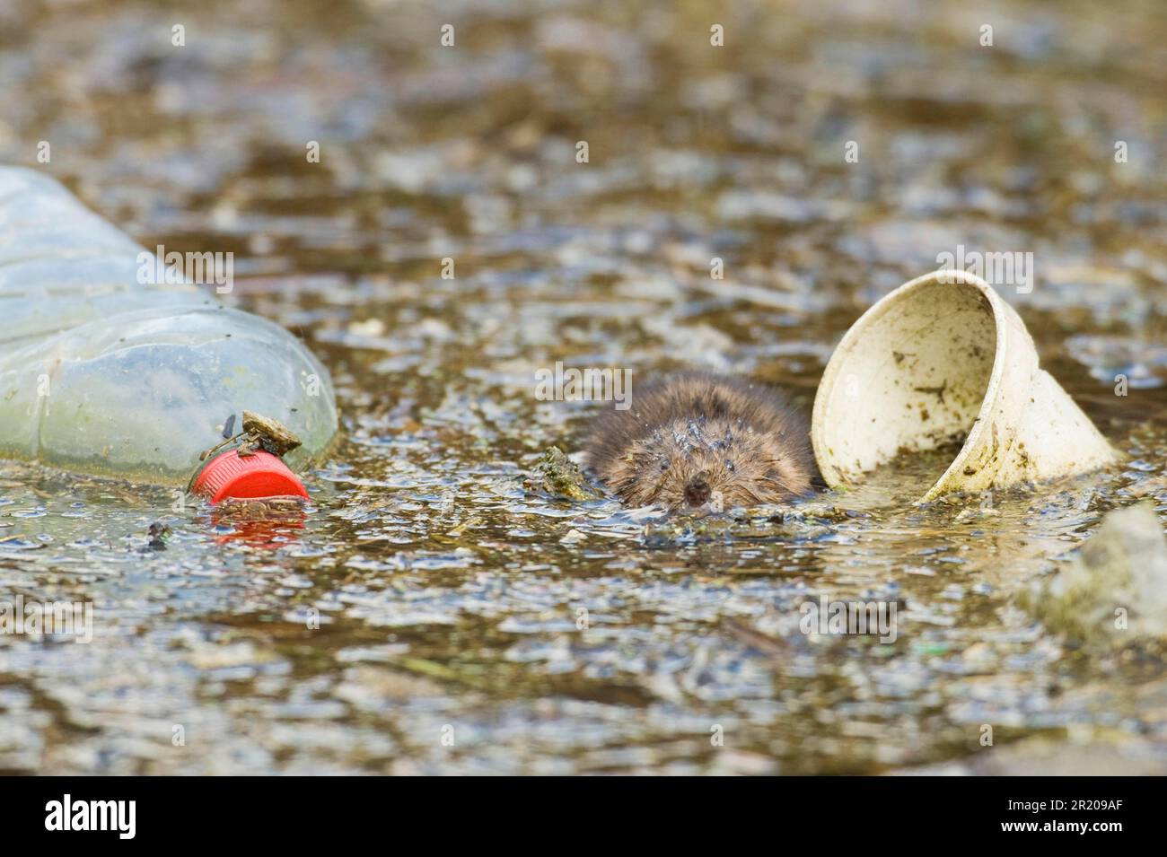 Water Vole (Arvicola terrestris) adult, swimming, in litter filled ...