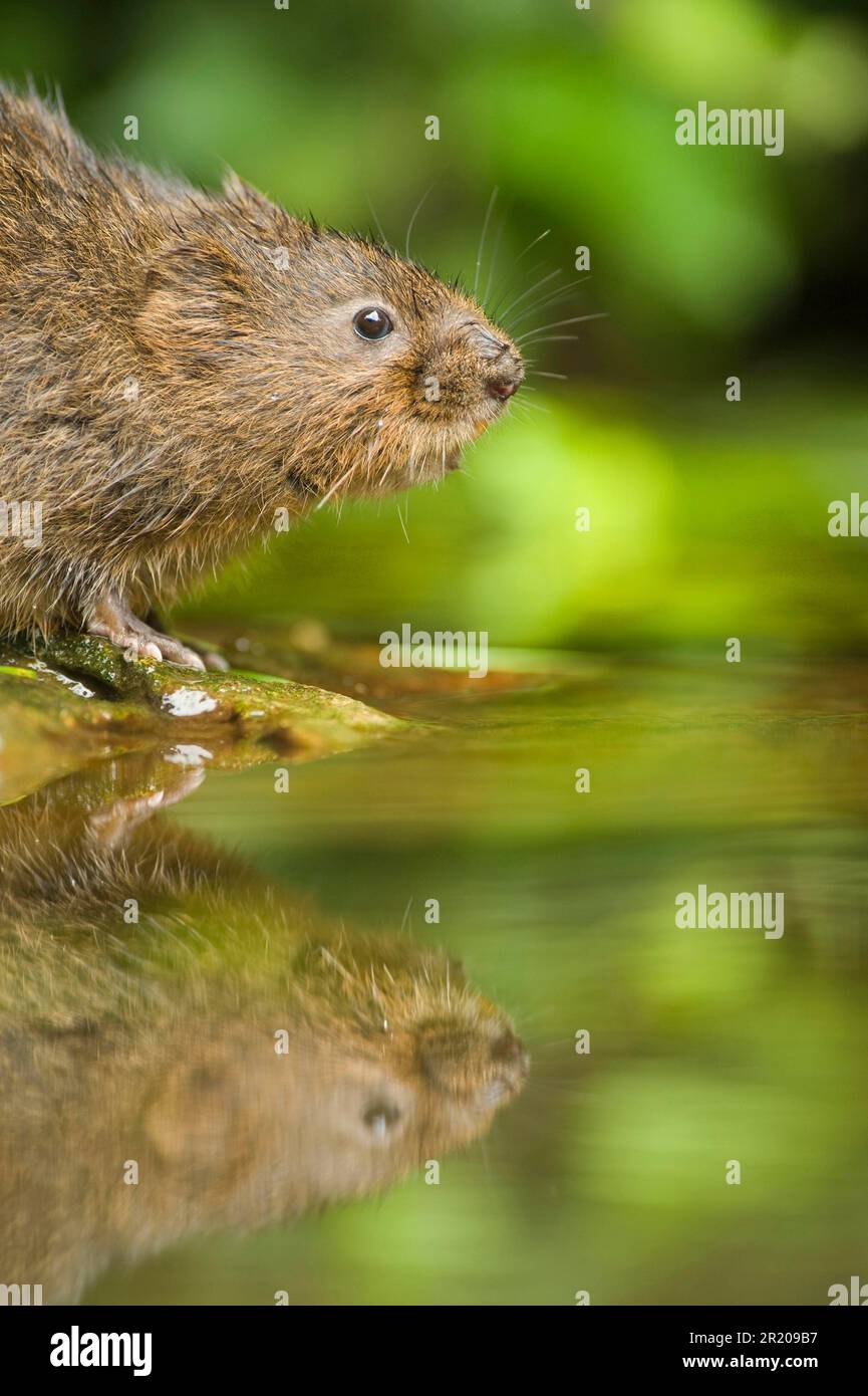 Eastern shrew, european water voles (Arvicola terrestris), water rat ...
