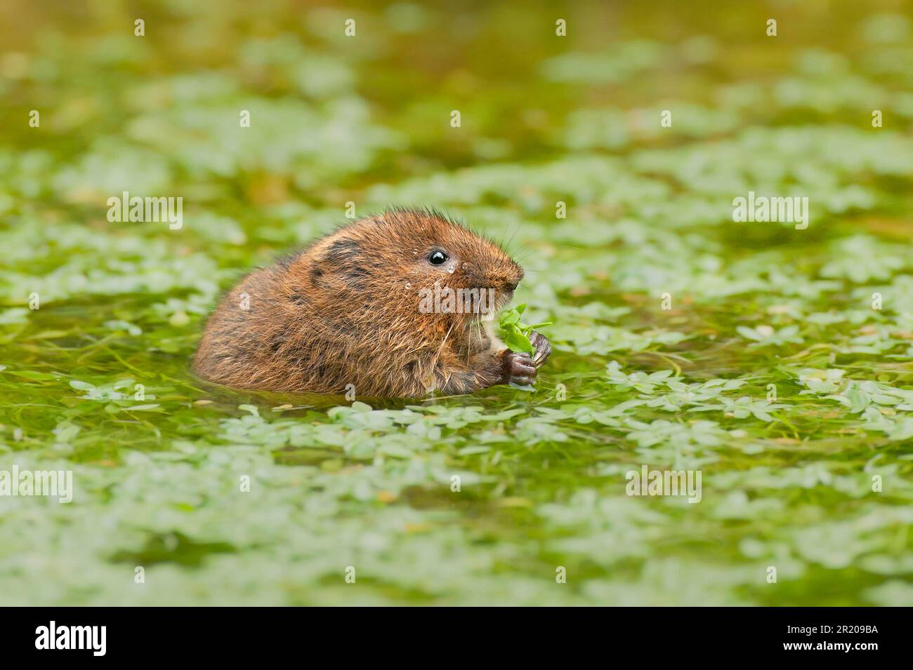 Eastern shrew, european water voles (Arvicola terrestris), water rat ...