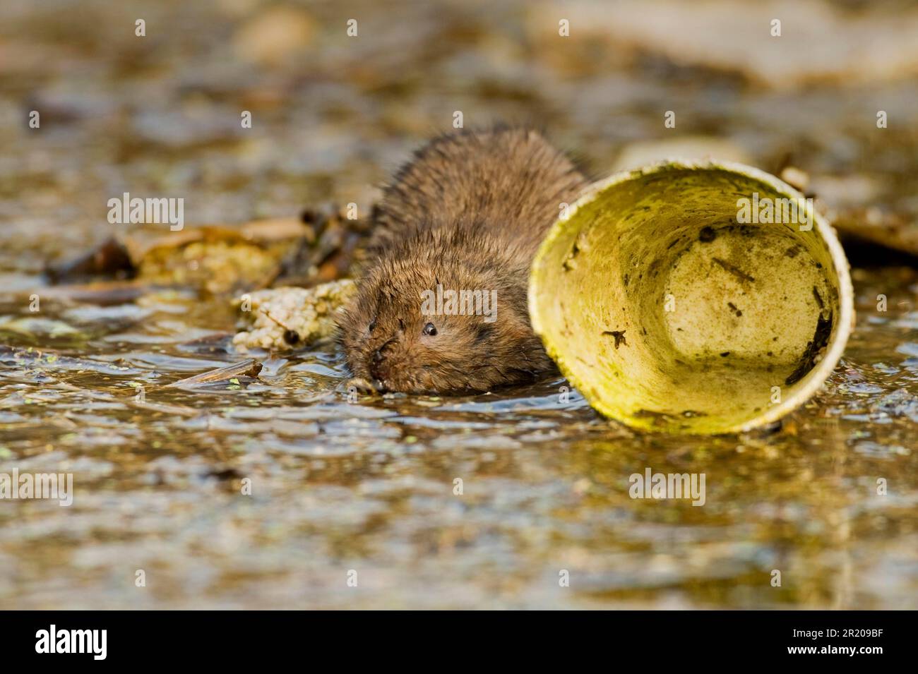 Nutria damage hi-res stock photography and images - Alamy