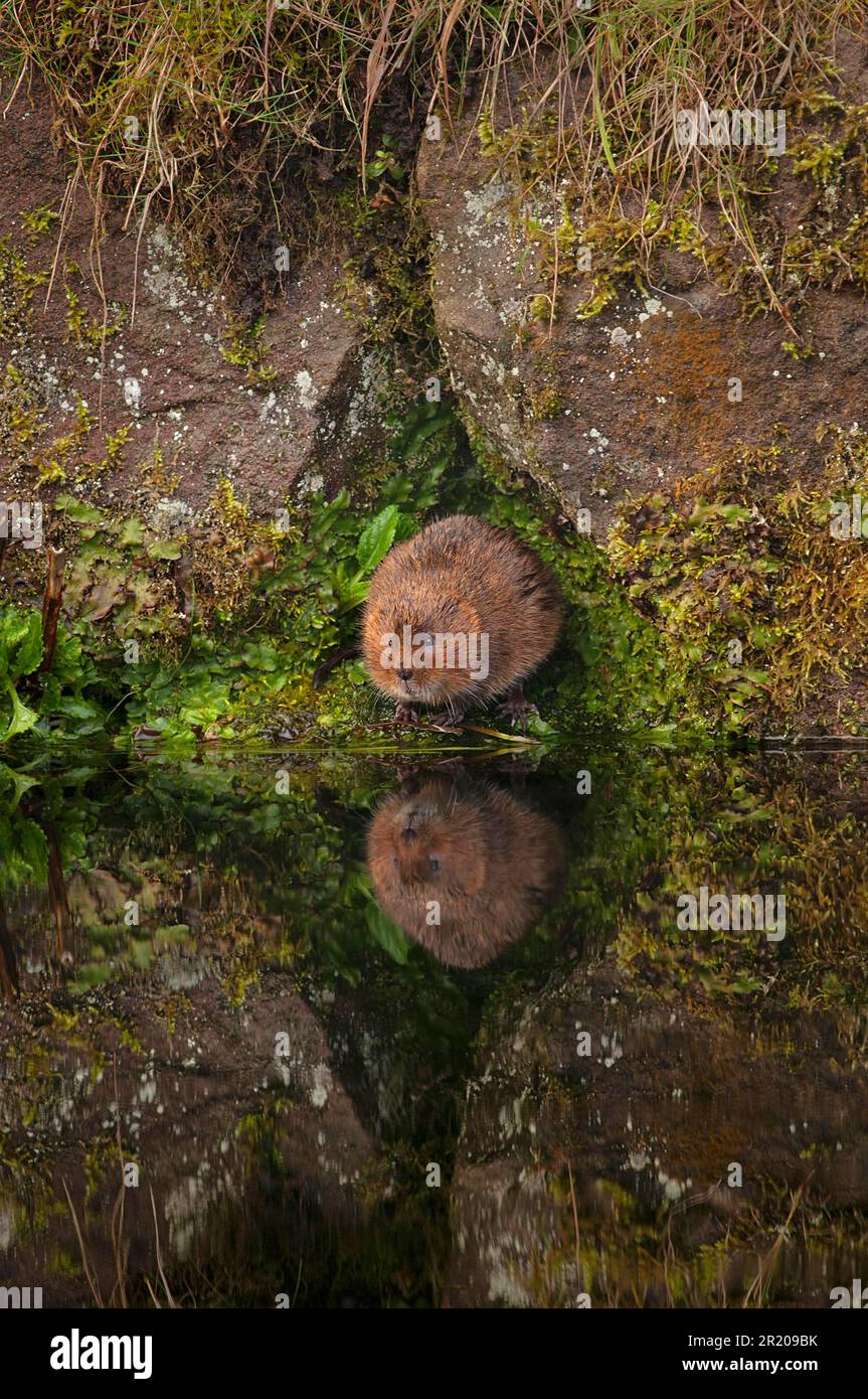 Eastern shrew, european water voles (Arvicola terrestris), water rat ...