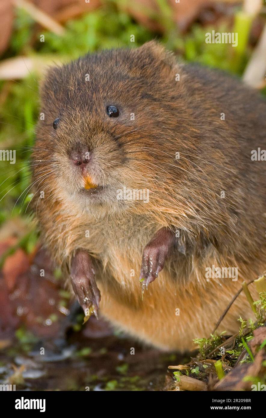 Eastern shrew, european water voles (Arvicola terrestris), water rat ...