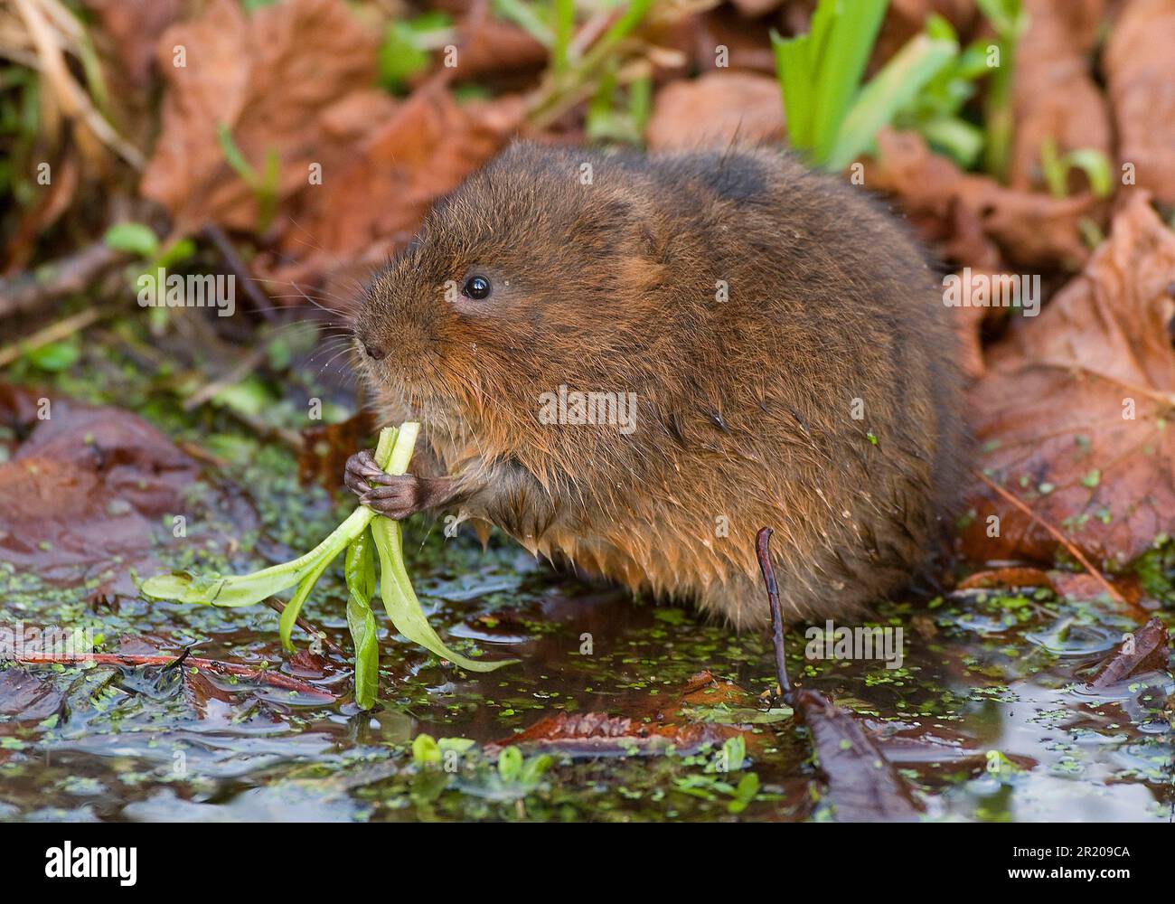 Eastern shrew, european water voles (Arvicola terrestris), water rat ...