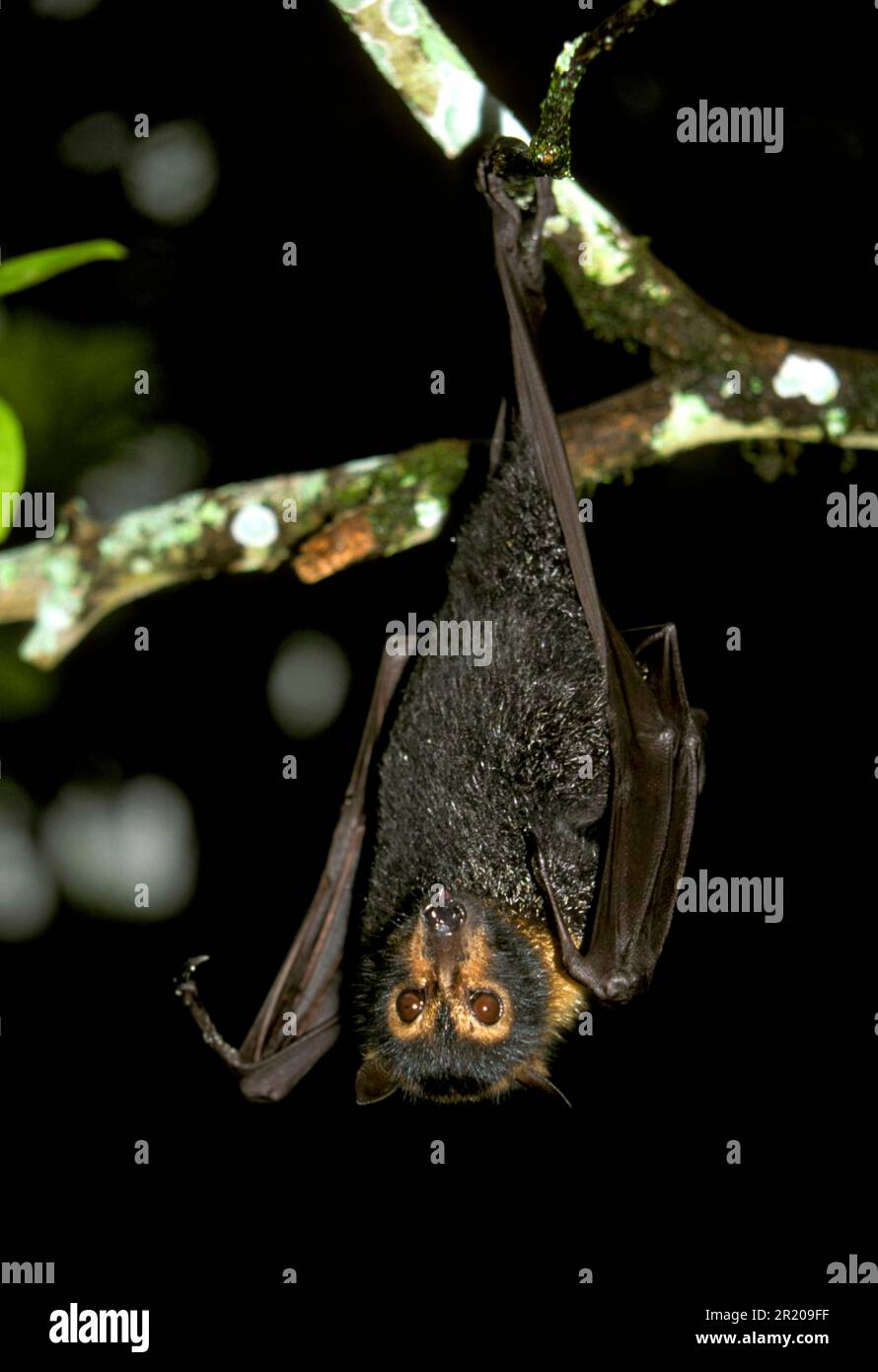 Spectacled flying fox bats hi-res stock photography and images - Alamy