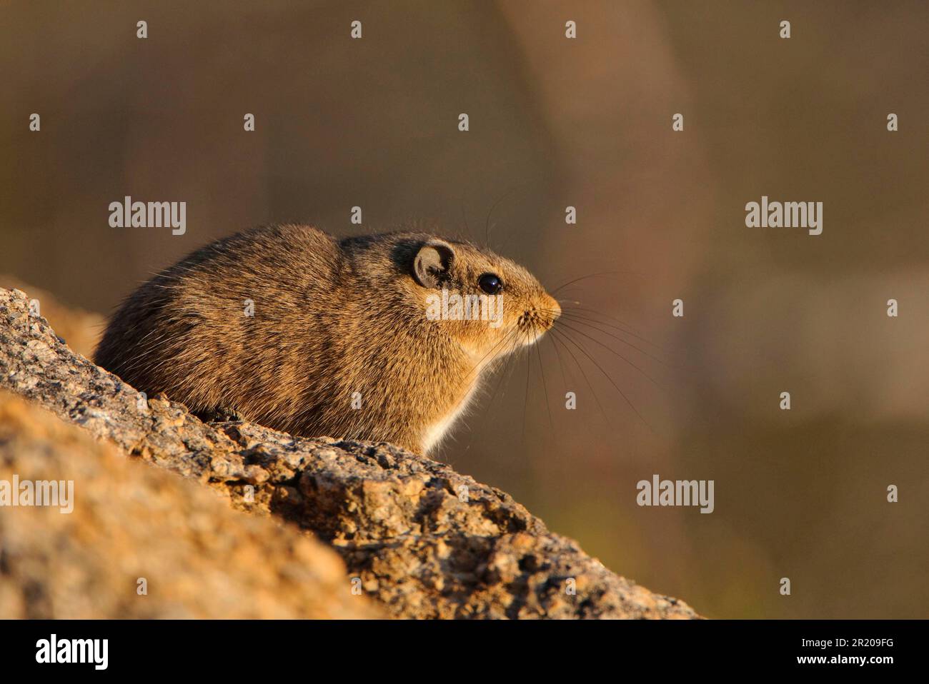 Desert rat hi-res stock photography and images - Alamy