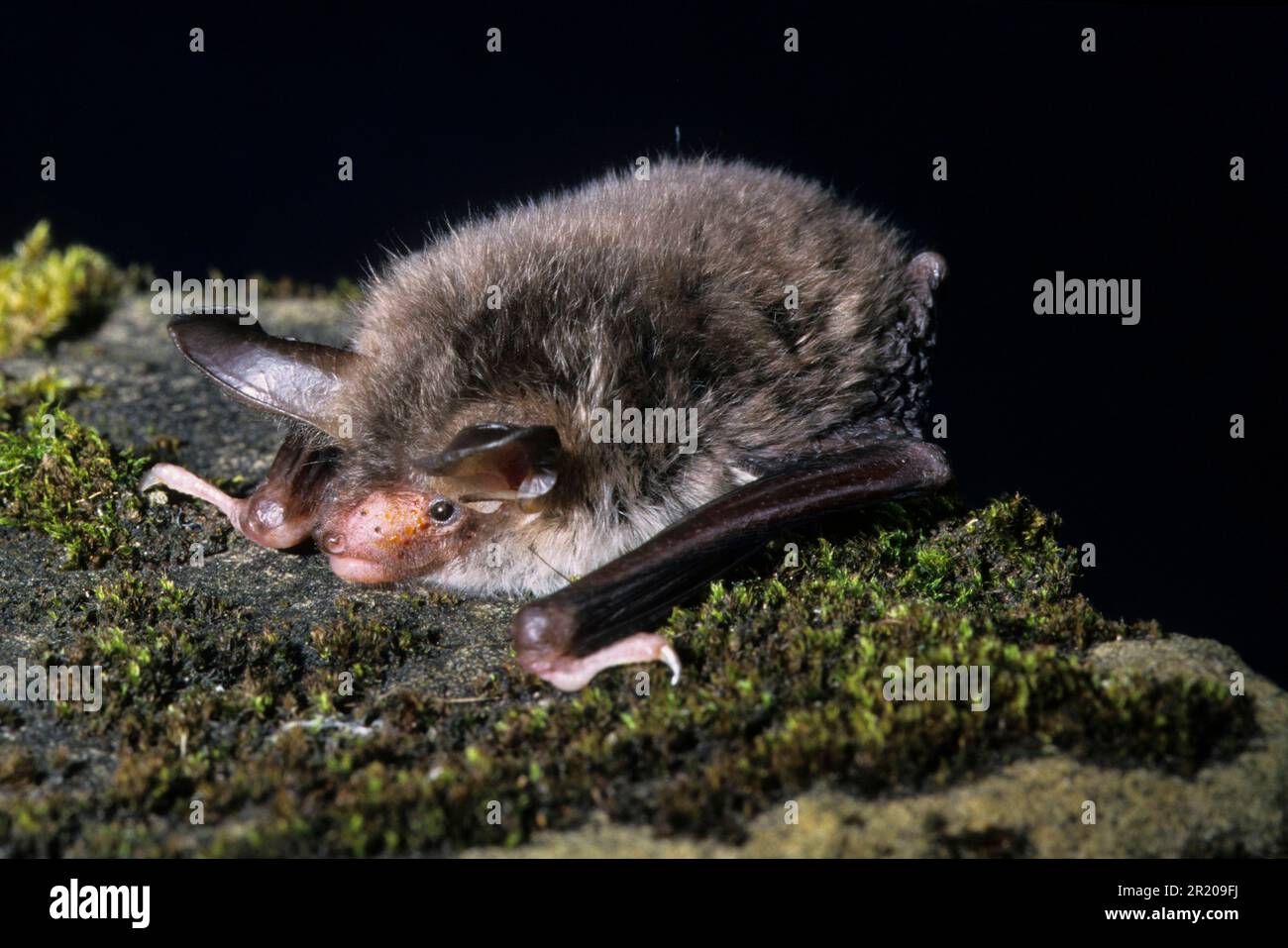 Bechstein's Bat, bechstein's bats (Myotis bechsteinii), Bats, Mammals ...