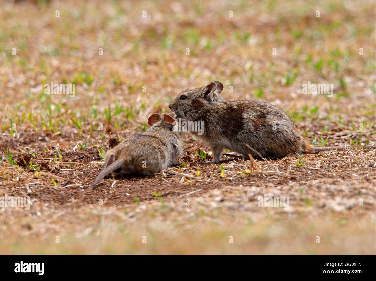 Abyssinian grass rat, Abyssinian grass rats, rodents, rat, rats ...