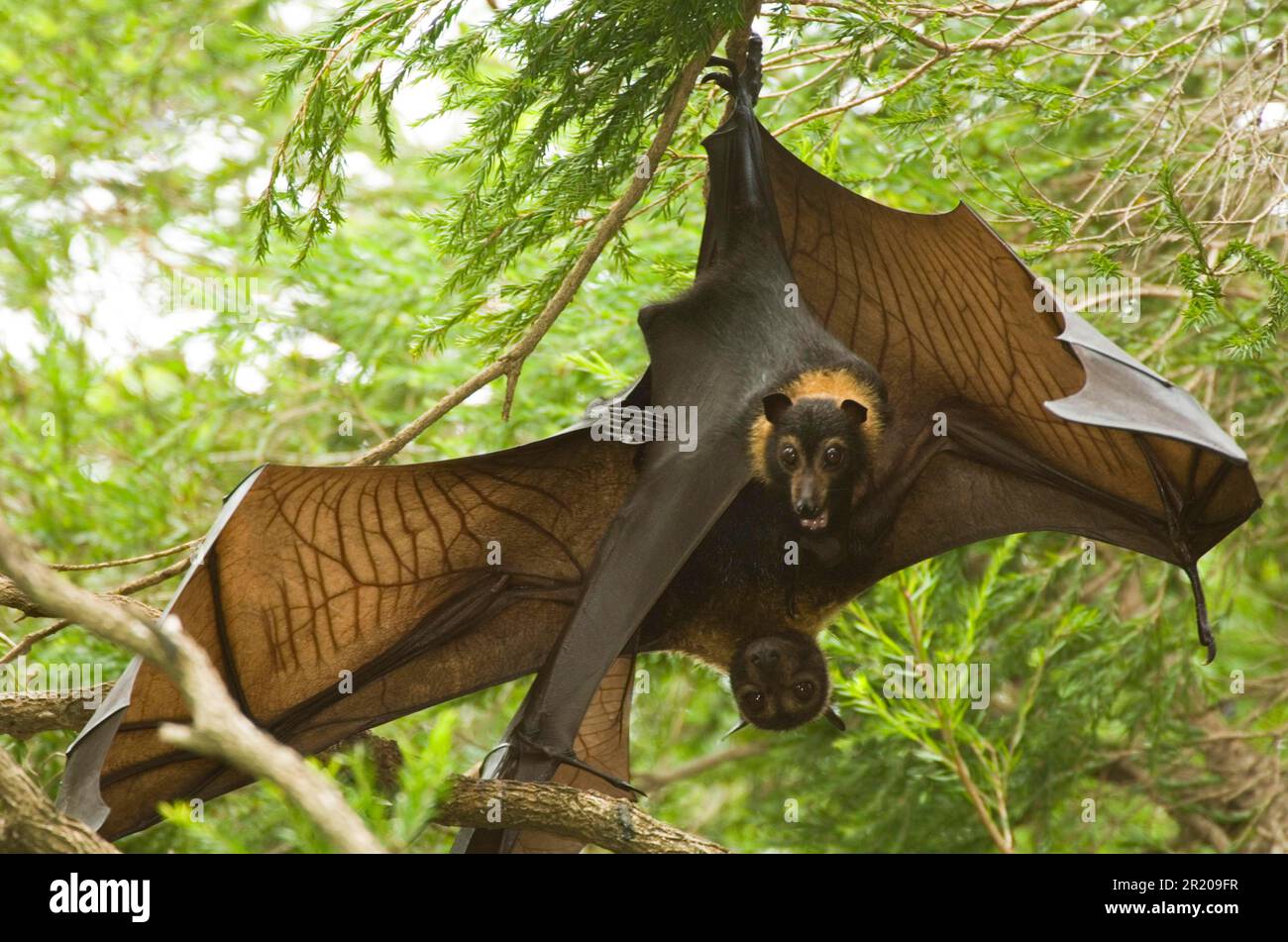 Spectacled Flying Fox (Pteropus conspicillatus), spectacled flying fox ...