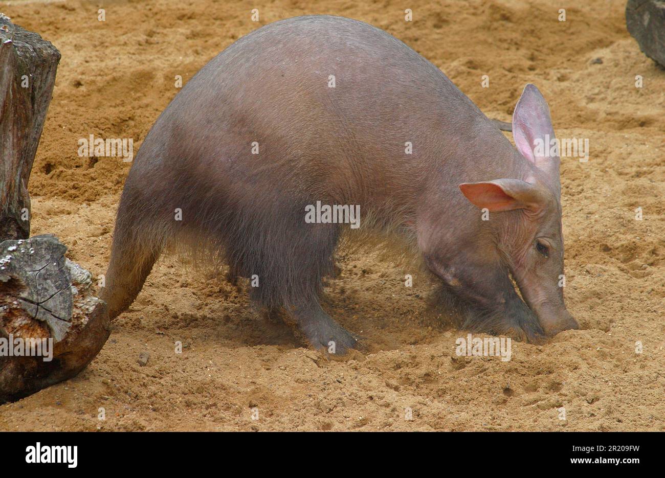 Aardvark (Orycteropus afer) mammals, animals, toothed arms, Aardvark ...
