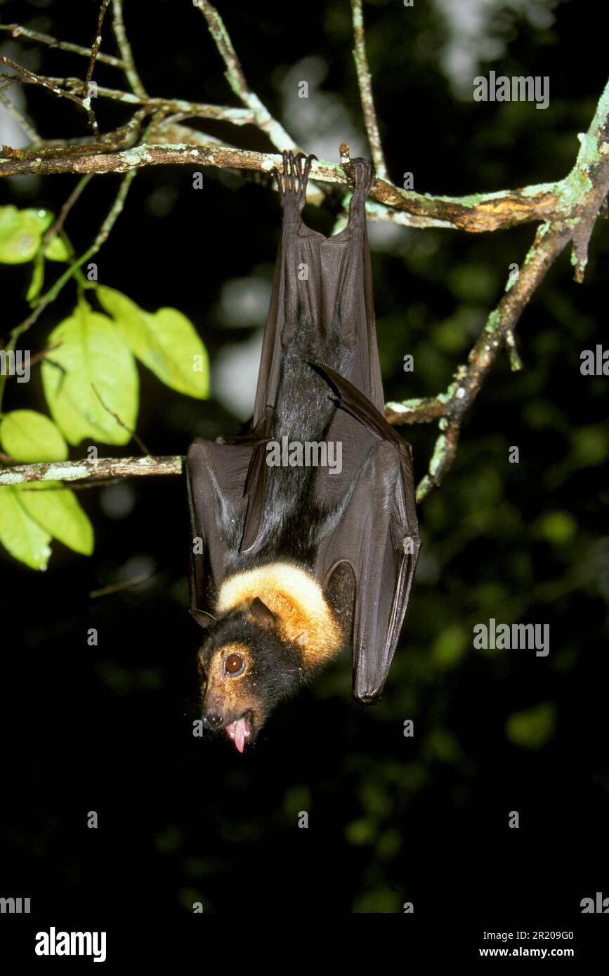 Spectacled flying fox (Pteropus conspicillatus), Bats, Mammals, Animals ...