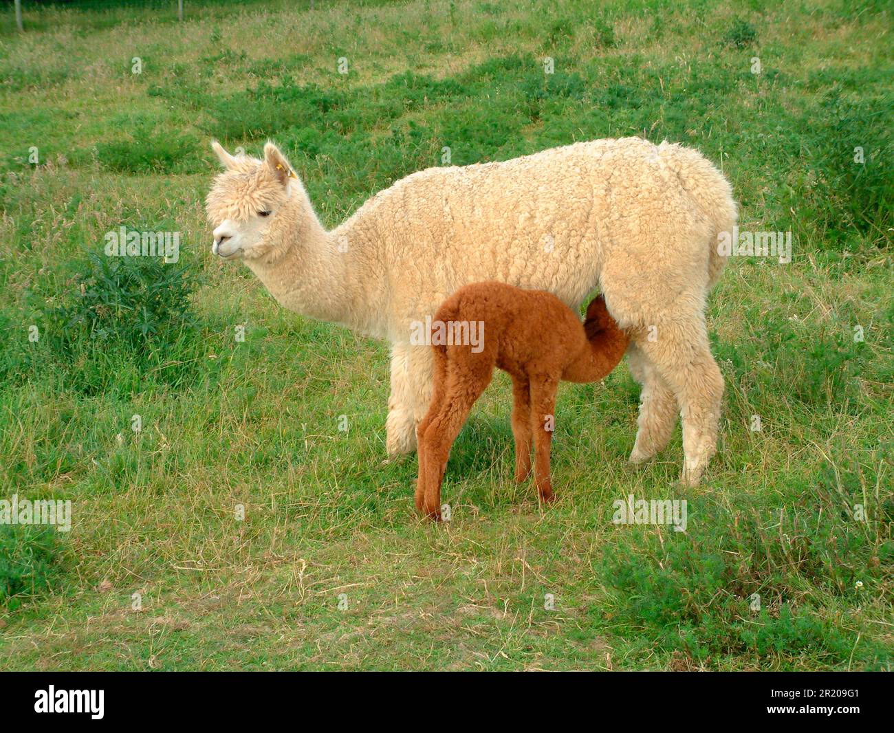 Huacaya breed hi-res stock photography and images - Alamy
