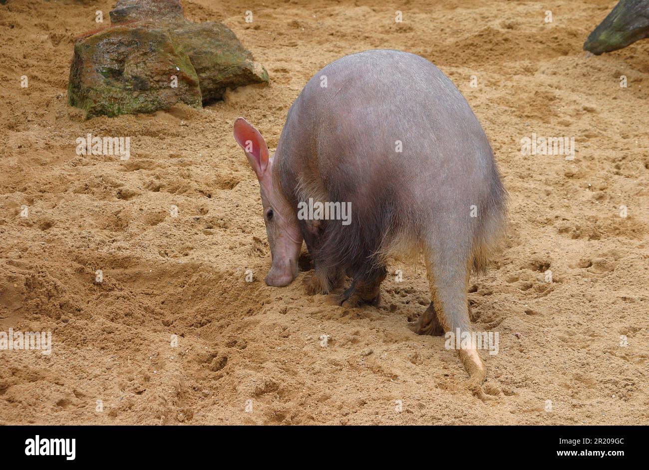 Aardvark (Orycteropus afer) mammals, animals, toothed arms, Aardvark ...