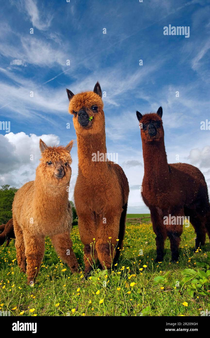 Alpaca (Llama pacos) yearling herd, standing in pasture, England ...