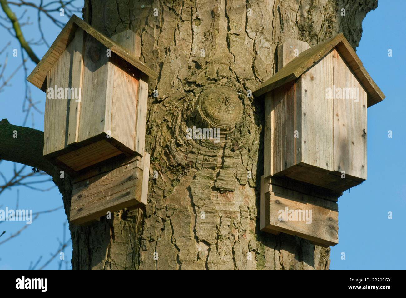 Bat boxes, two attached to oak, Kent, England, Great Britain Stock ...