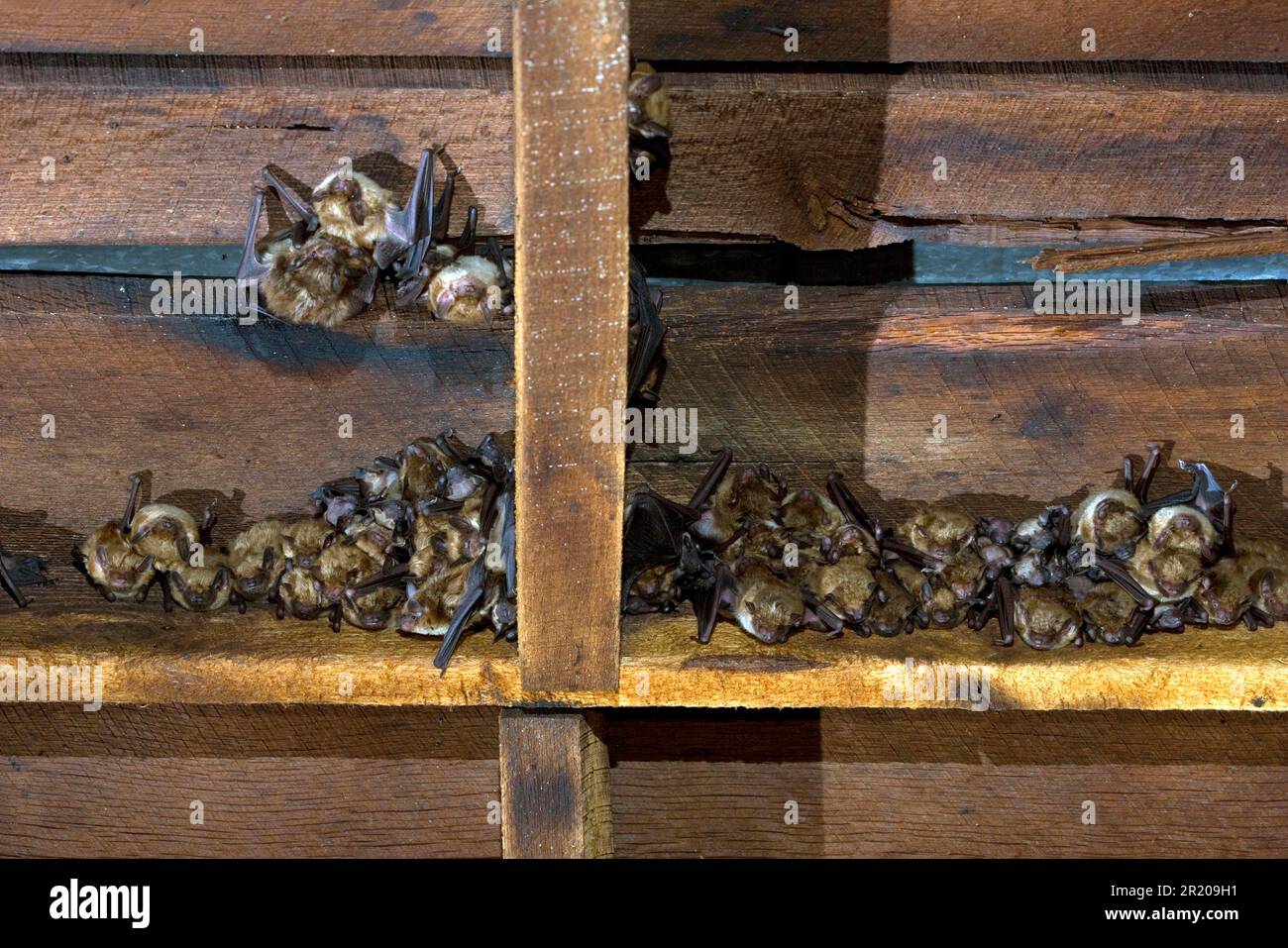 Brown bat hi-res stock photography and images - Alamy