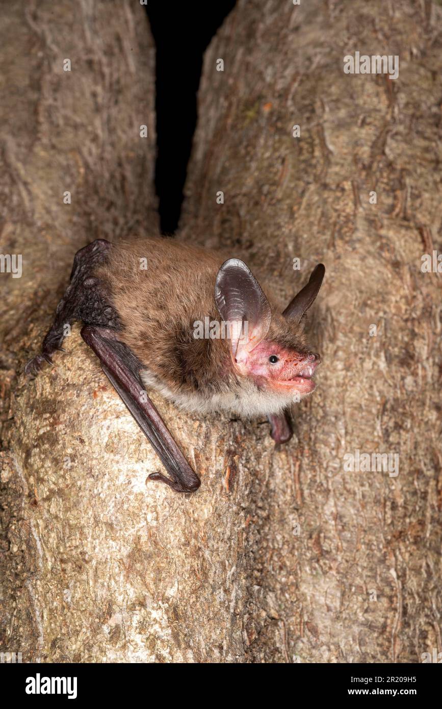 Bechstein's bat, bechstein's bats (Myotis bechsteinii), Bechstein's ...