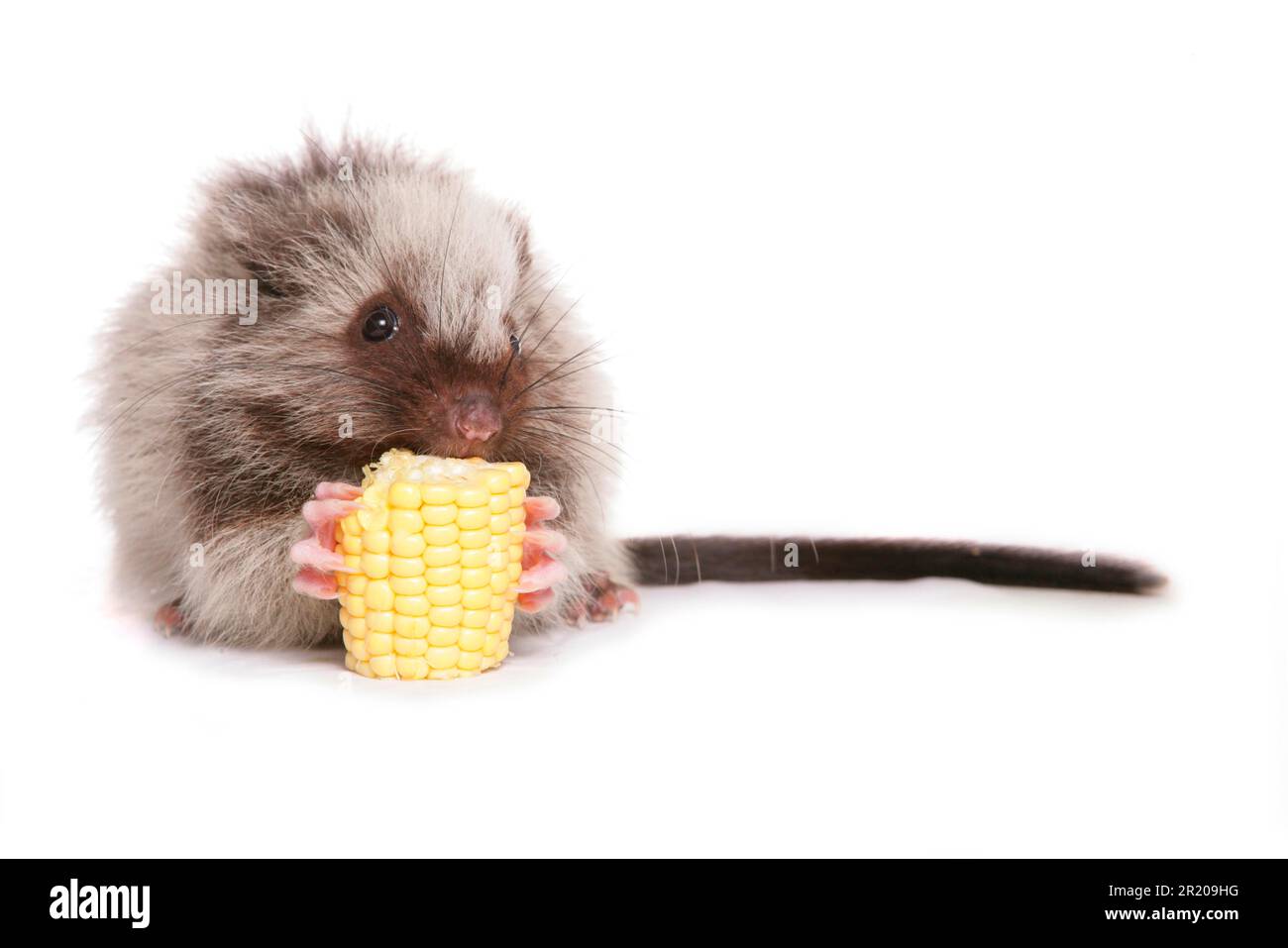 Northern luzon giant cloud rat (Phloeomys pallidus), Rodents, Mammals ...