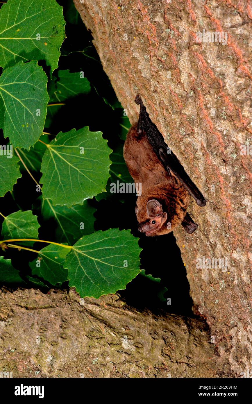 Lesser noctule (Nyctalus leisleri), small evening swallow, bats ...