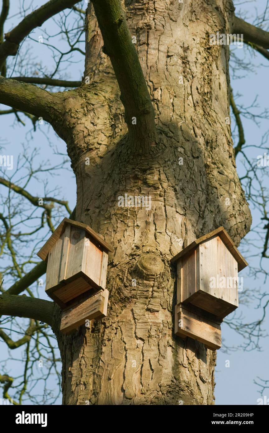 Bat boxes, two attached to oak, Kent, England, Great Britain Stock ...