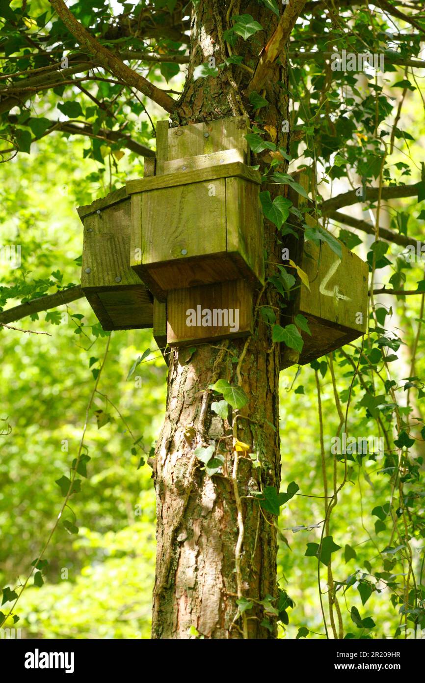 Fixed to tree hi-res stock photography and images - Alamy