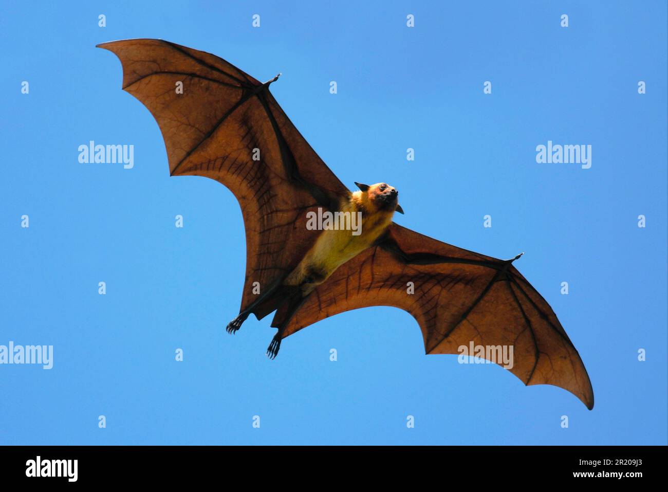 Indian Flying Fox (Pteropus giganteus) adult, in flight, Tissamaharama ...