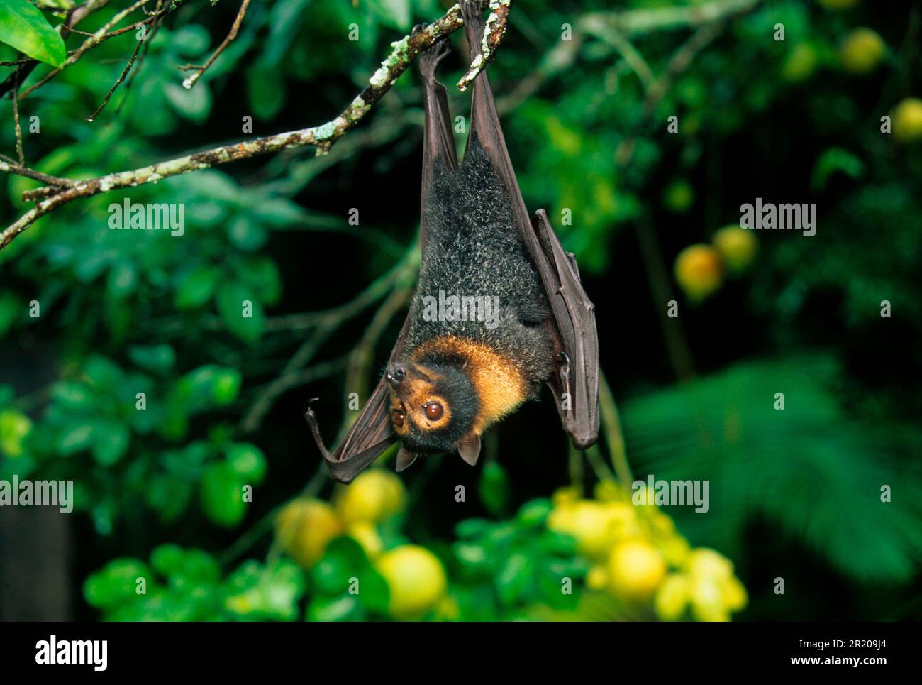 Spectacled Flying Fox (Pteropus conspicillatus), spectacled flying fox ...