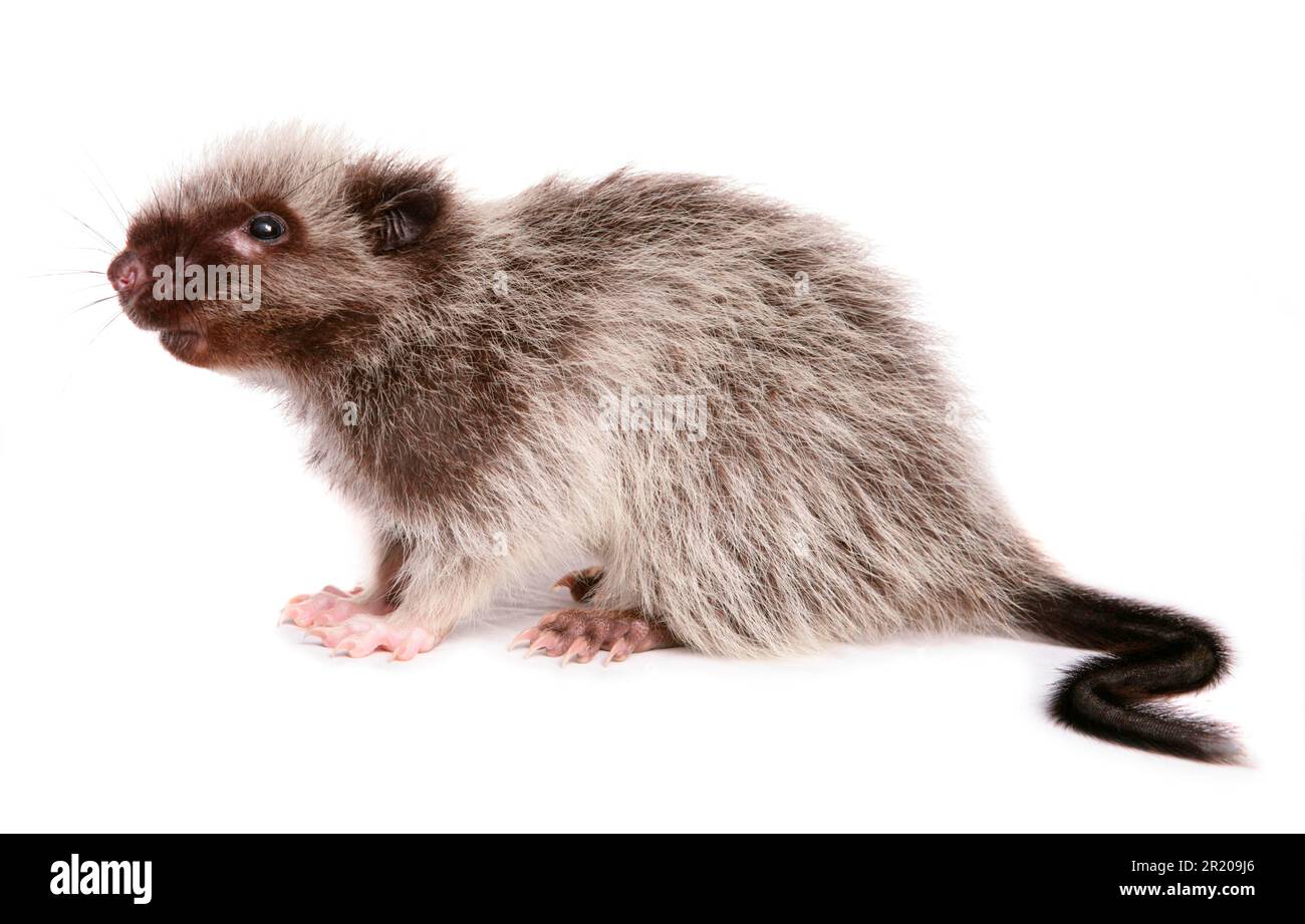 Northern luzon giant cloud rat (Phloeomys pallidus), rodents, mammals ...