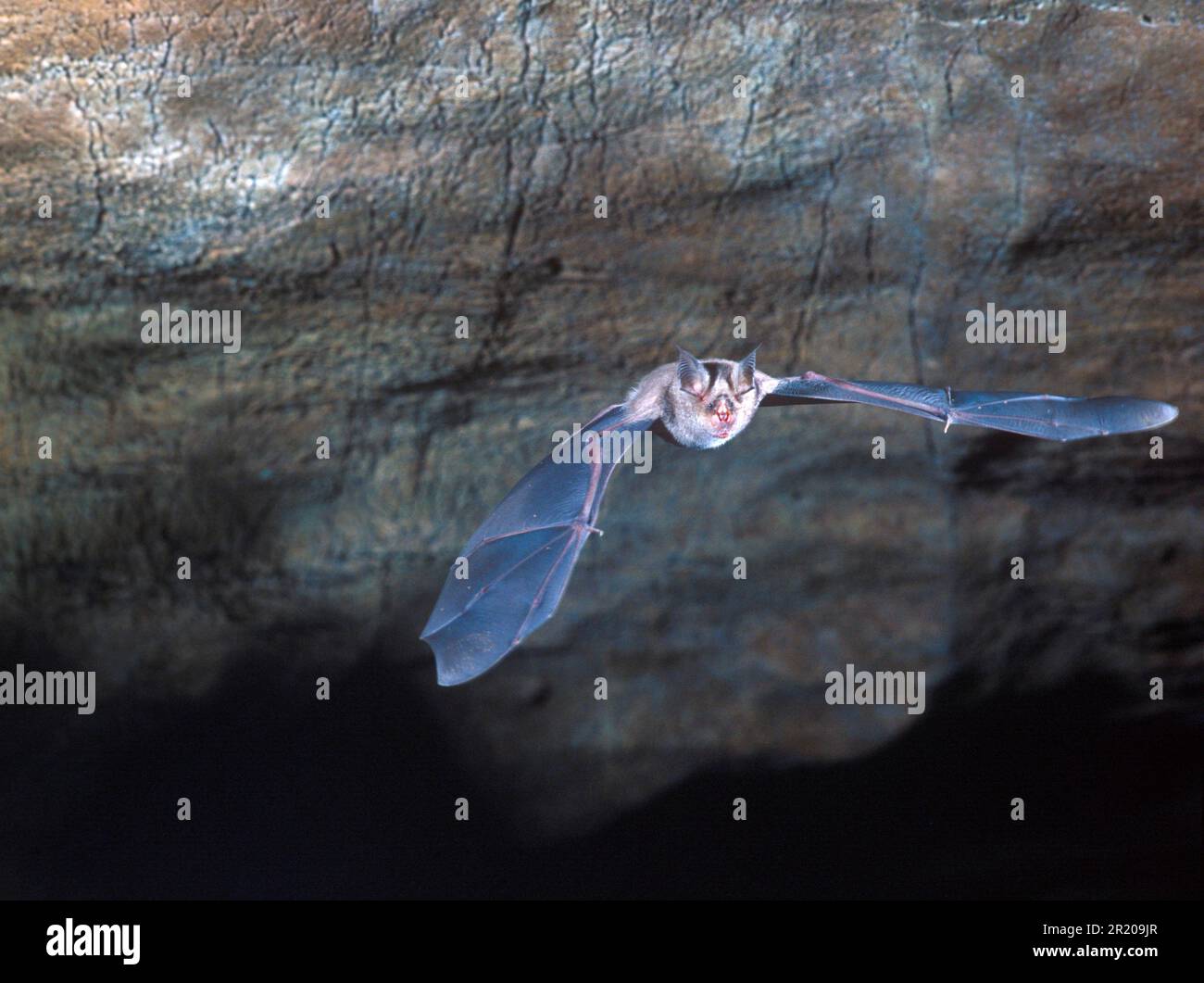 Rhinolophus ferrum-equinum, Greater Horseshoe Bat, Great Horseshoe Bats ...