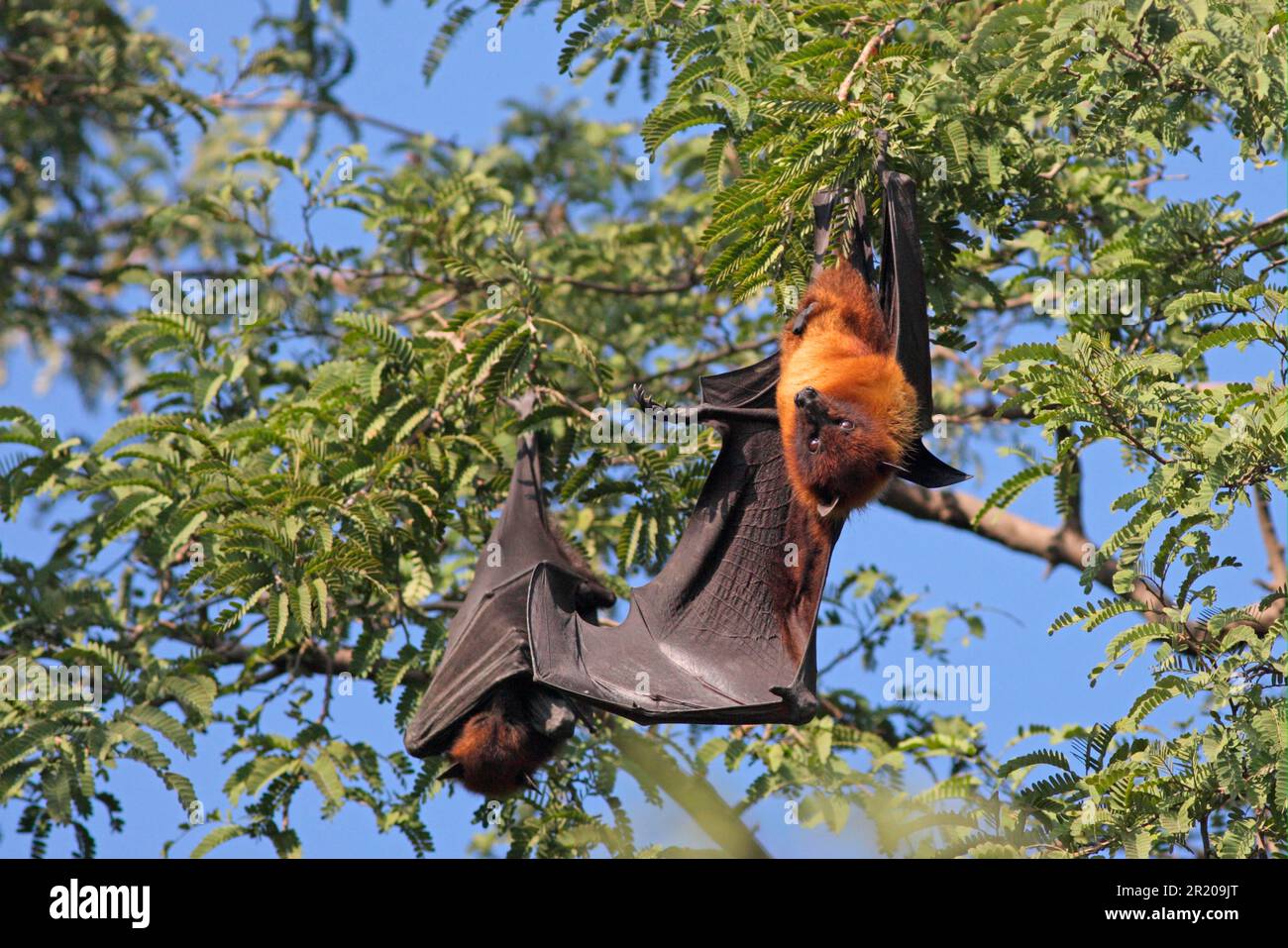 Indian Flying Fox (Pteropus giganteus) two adults, roosting in tree ...
