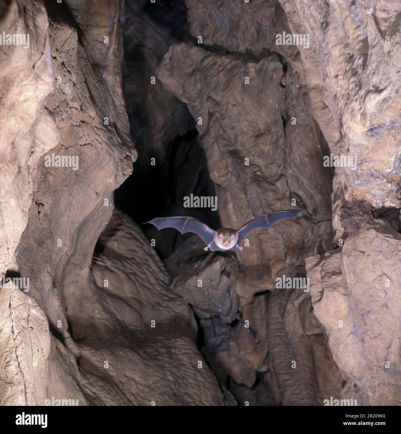 Greater horseshoe bat (Rhinolophus ferrum-equinum) In flight, rocks ...