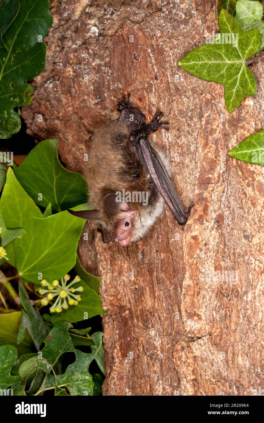 Bechstein's bat, bechstein's bats (Myotis bechsteinii), Bechstein's ...